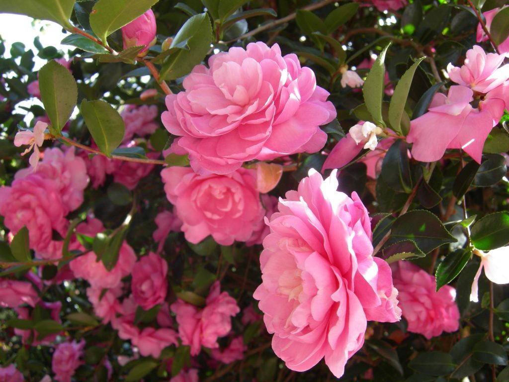 Večeras u Kotoru Bal kamelija i izbor Dame kamelija | Share Montenegro