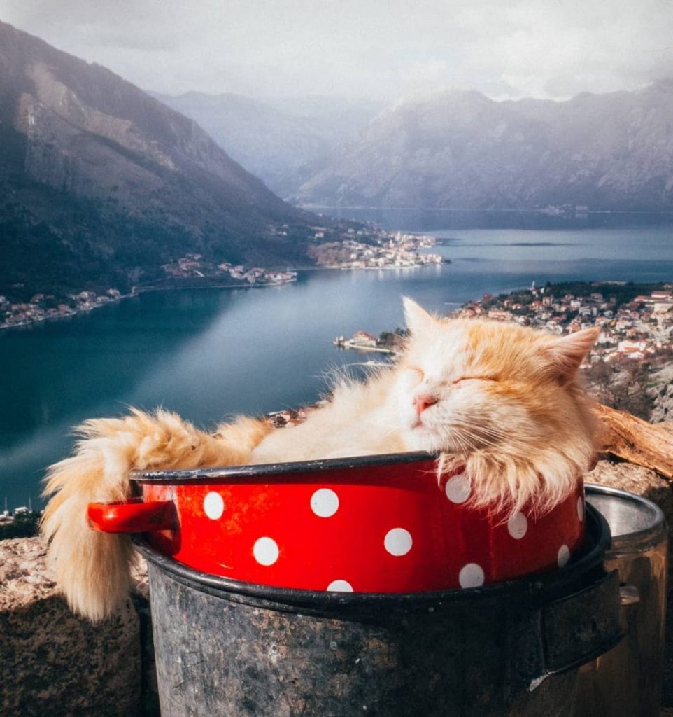 A story about the cats of Kotor | Share Montenegro