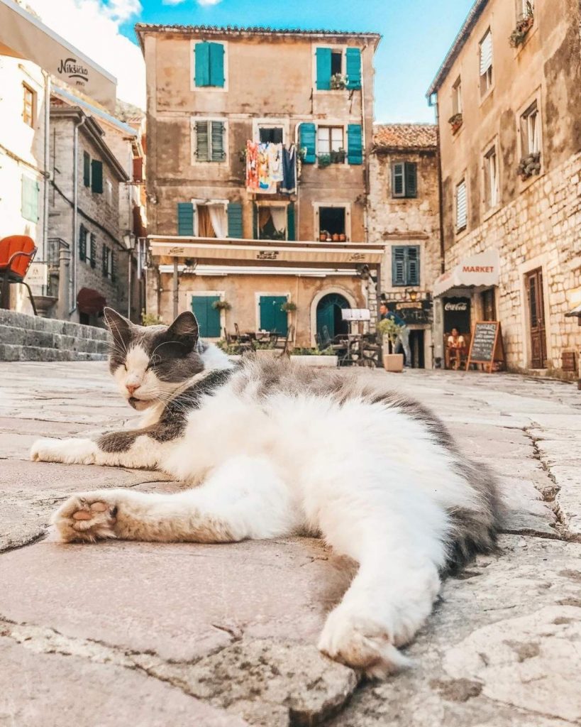 A story about the cats of Kotor | Share Montenegro