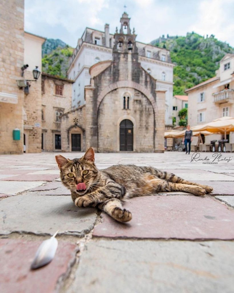 A story about the cats of Kotor | Share Montenegro