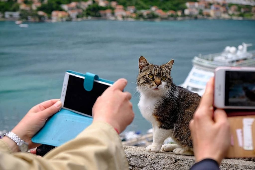 A story about the cats of Kotor | Share Montenegro